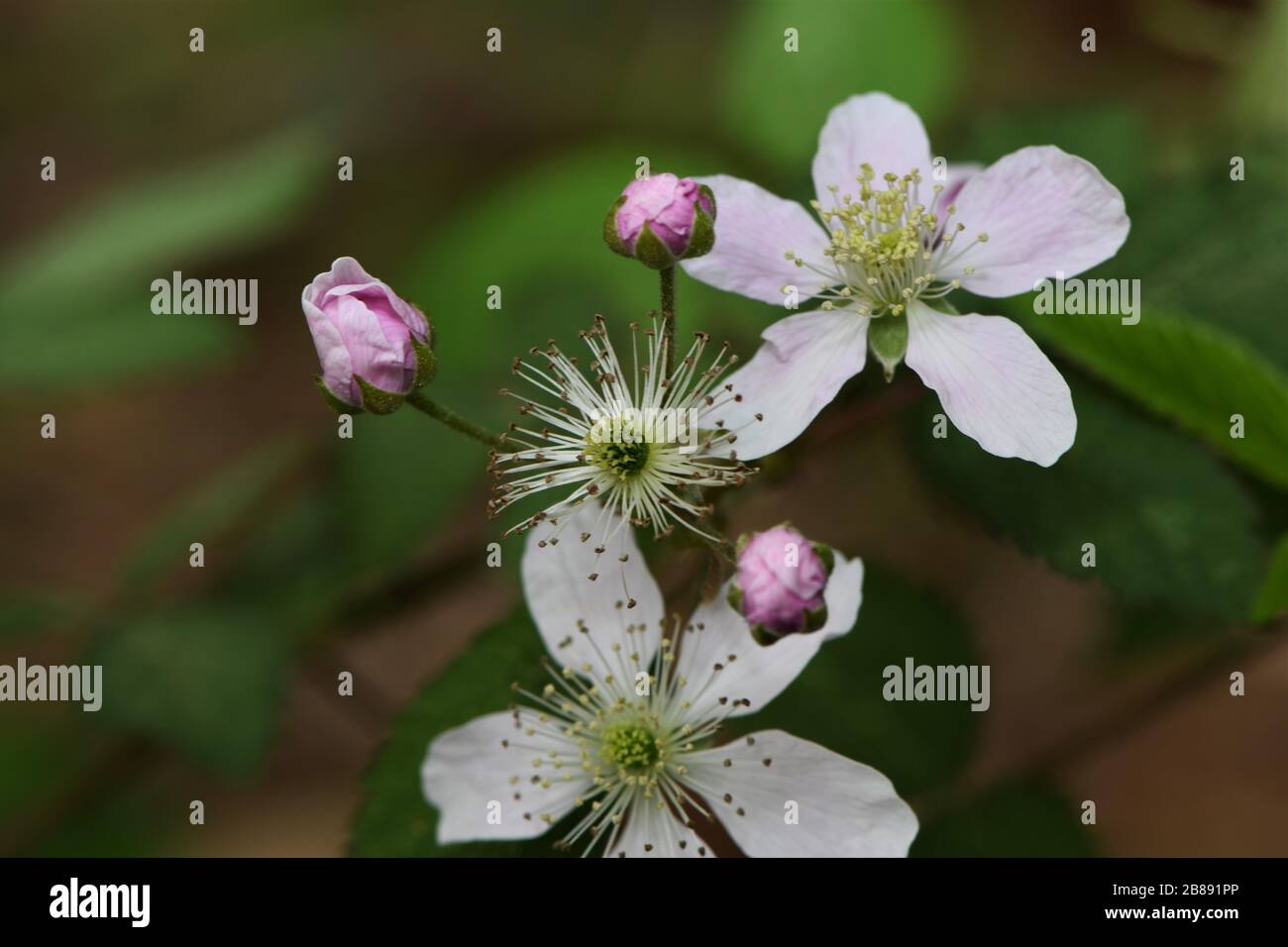 Common dewberry hi-res stock photography and images - Alamy