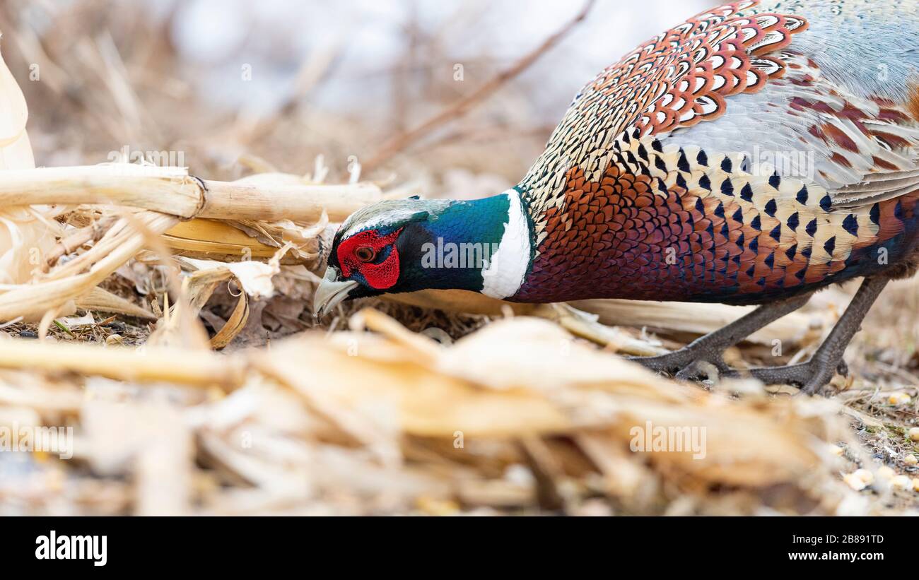 A rooster Pheasant in the late winter in South Dakota Stock Photo - Alamy