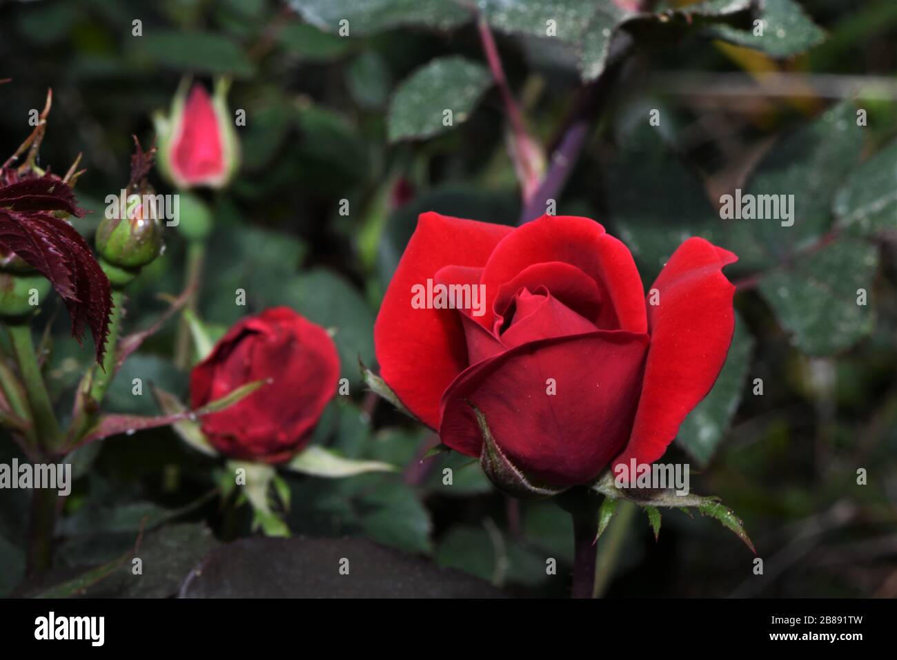 Red roses in spring Stock Photo - Alamy