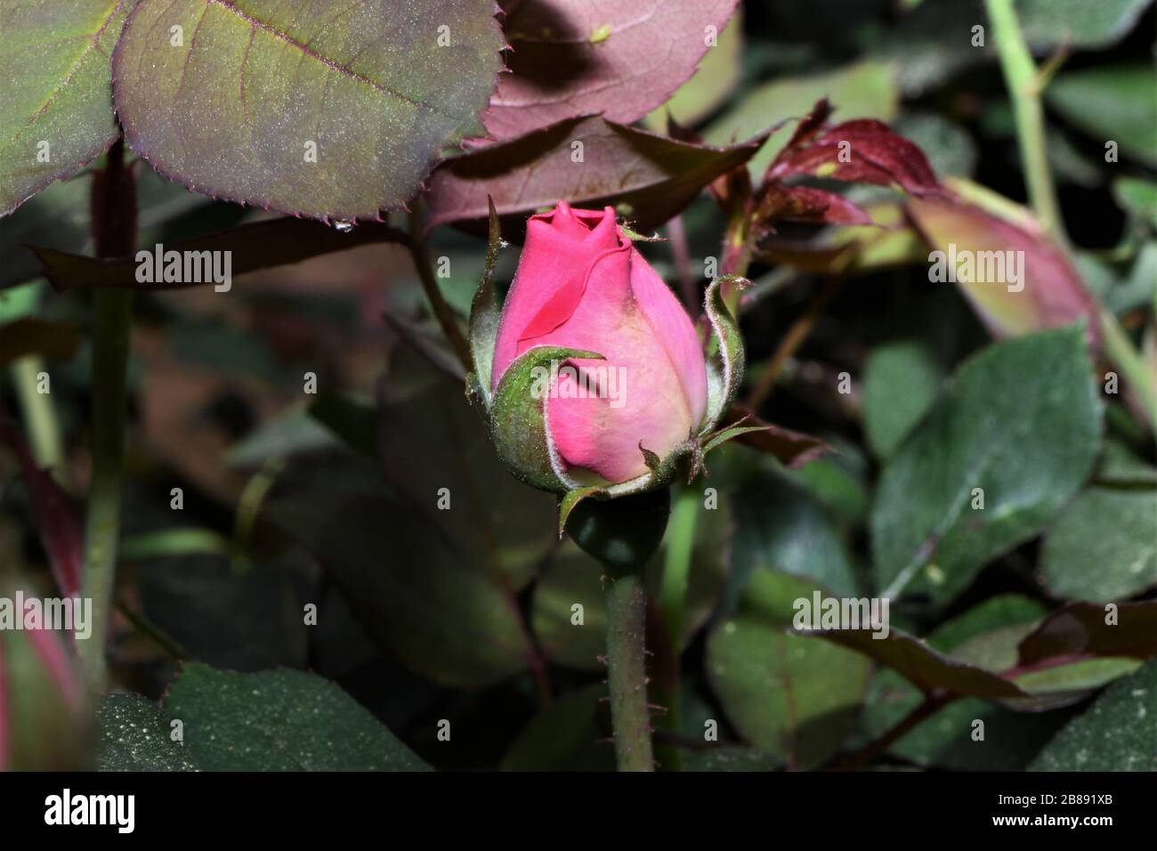 Rose with thorns and leaves hi-res stock photography and images - Alamy