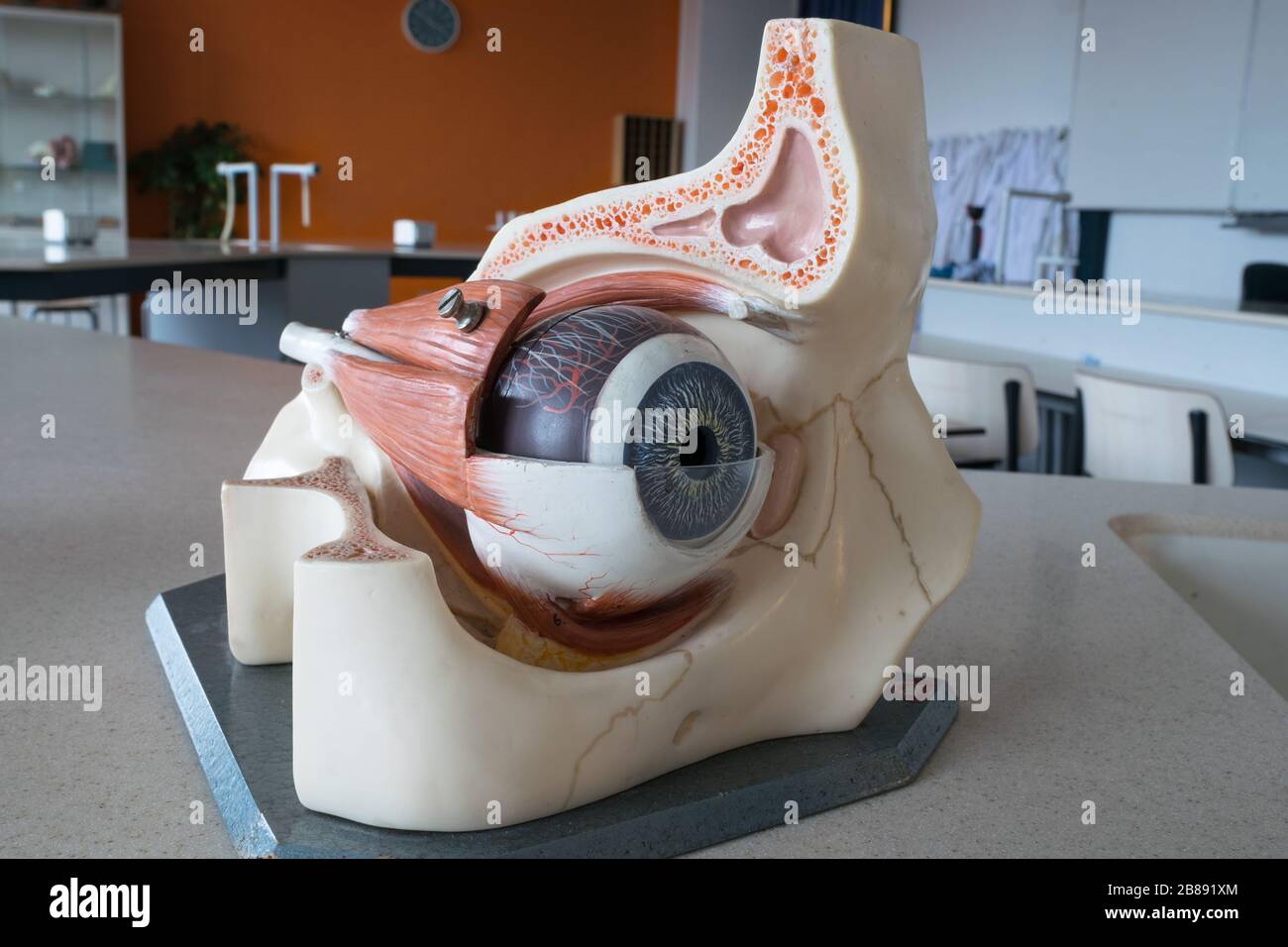 Human eye model hi-res stock photography and images - Alamy
