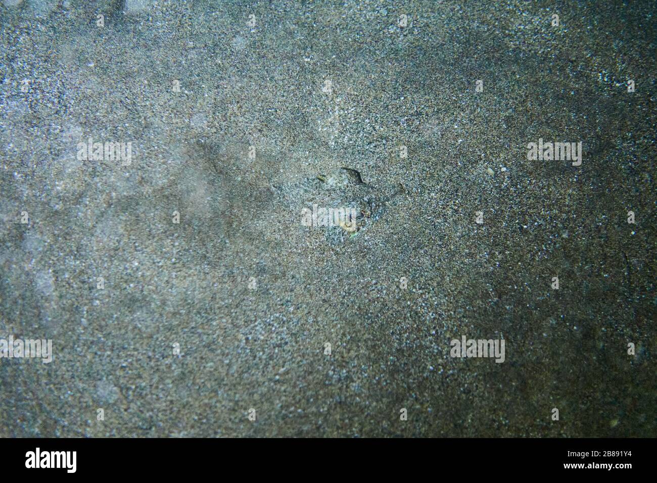 Little cuttlefish underwater hi-res stock photography and images - Alamy