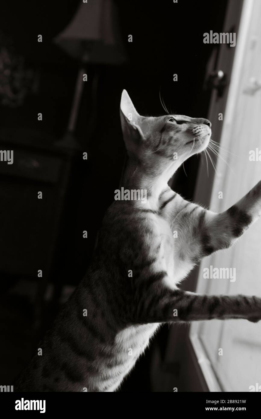 Stretching siamese cat hi-res stock photography and images - Alamy