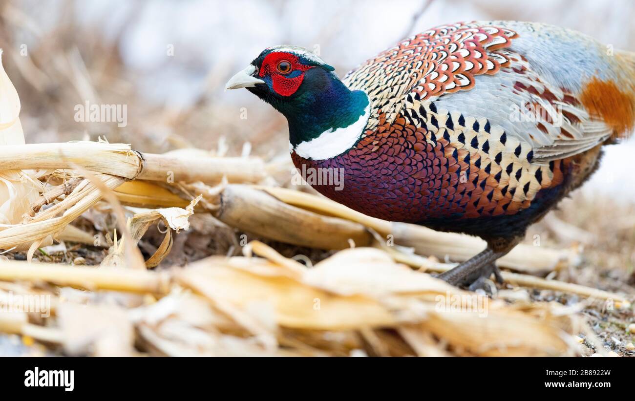 A rooster Pheasant in the late winter in South Dakota Stock Photo - Alamy