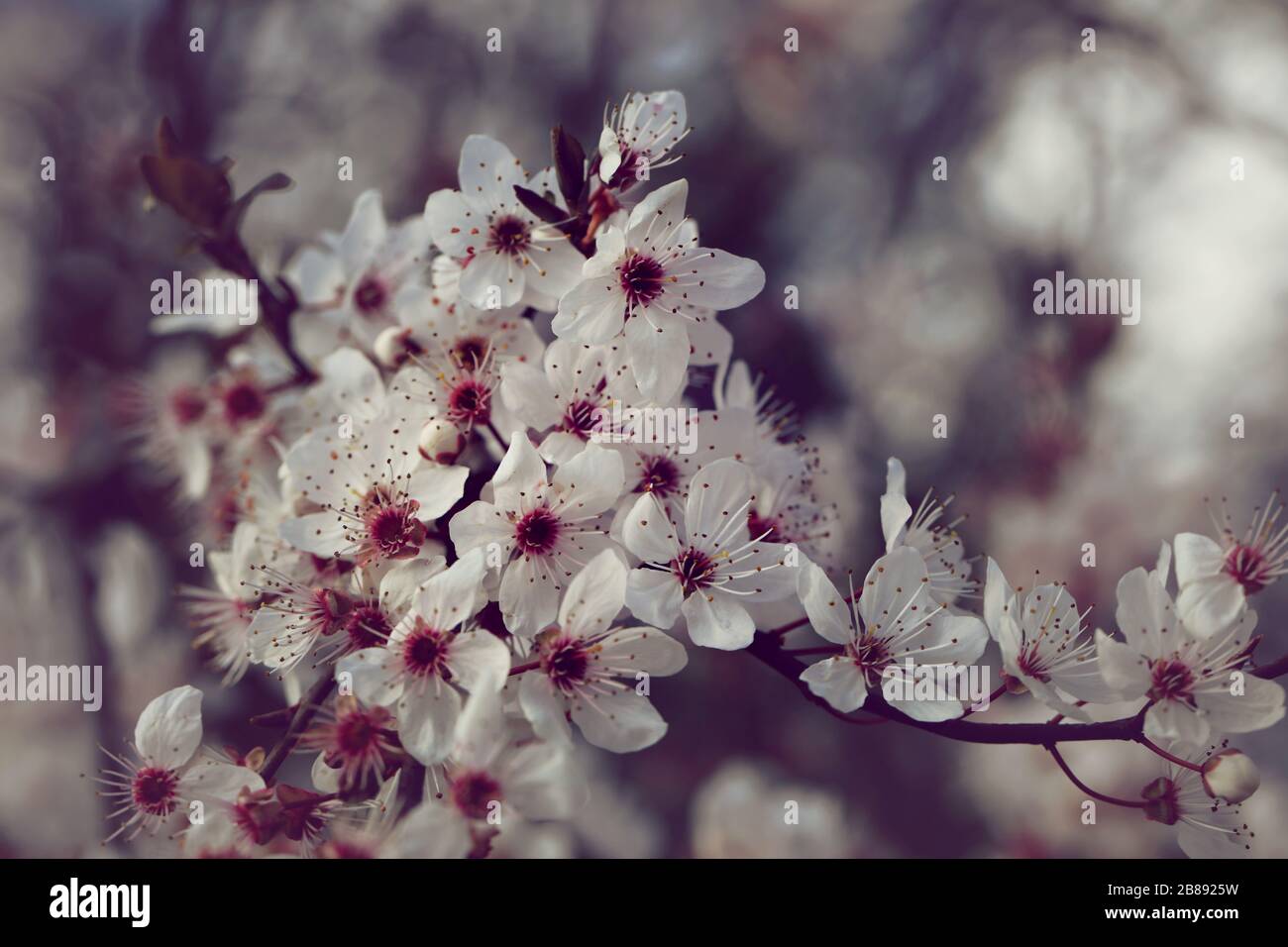 Blood Plum Prunus cerasifera blooming white Stock Photo - Alamy