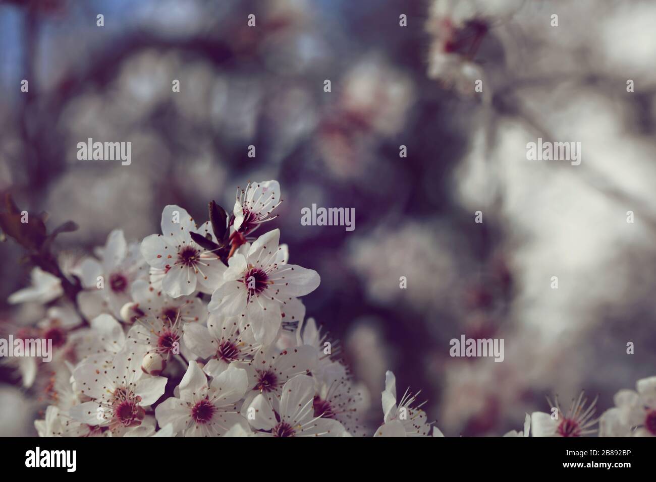 Blood Plum Prunus cerasifera blooming white Stock Photo - Alamy