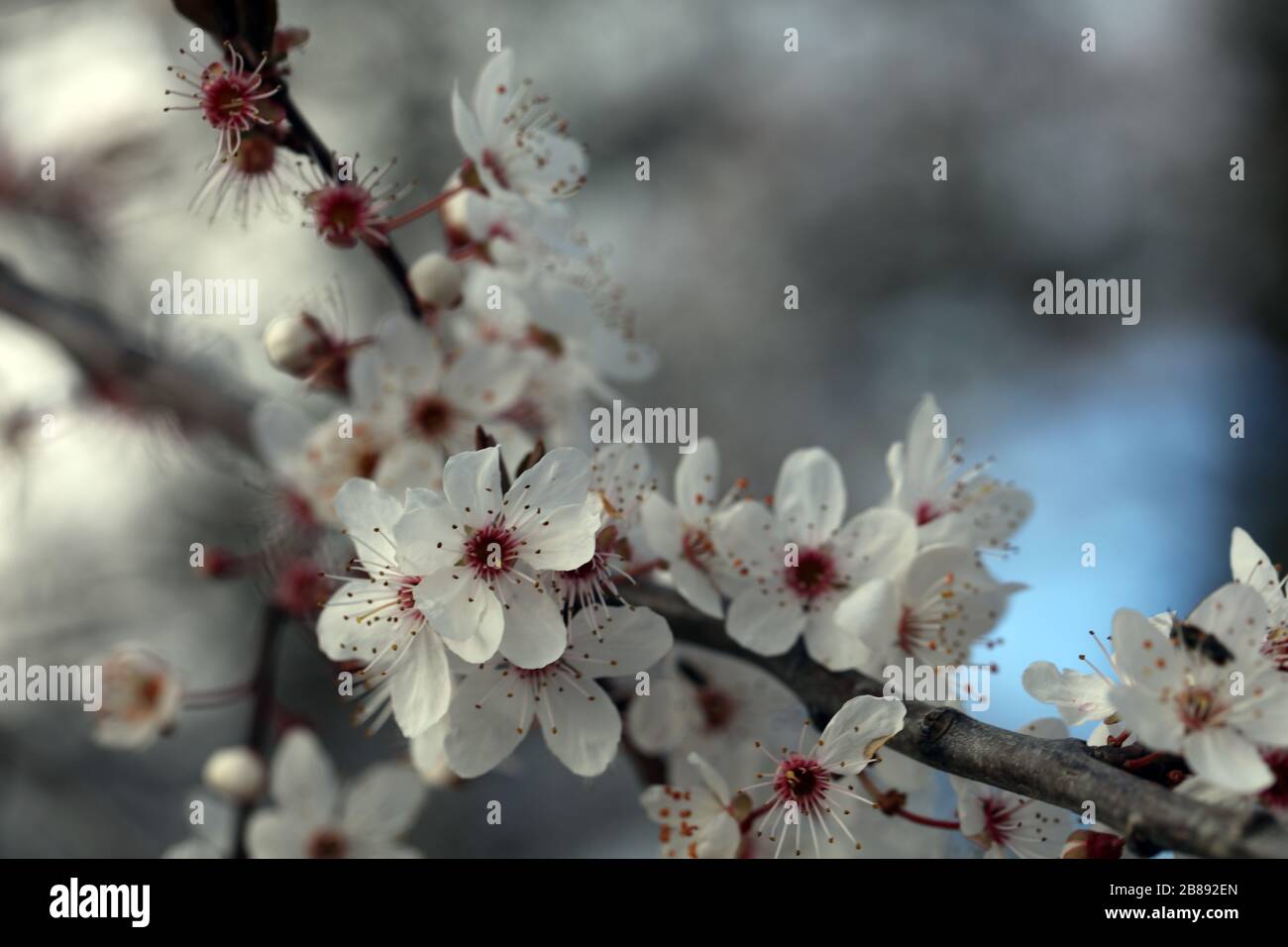 Blood Plum Prunus cerasifera blooming white Stock Photo - Alamy