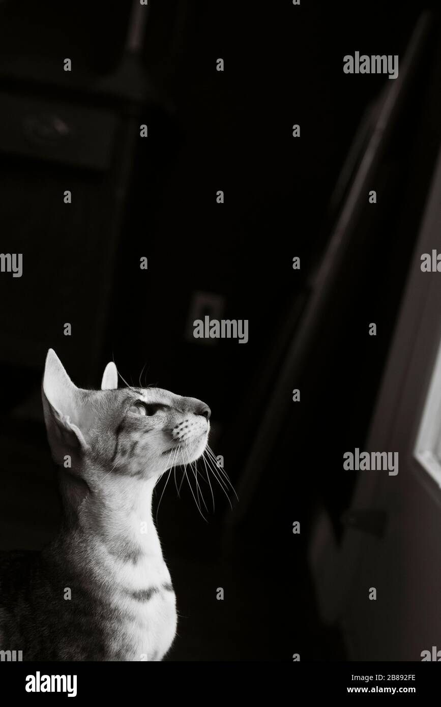 Oriental cat sitting looking up and out of the window Stock Photo - Alamy