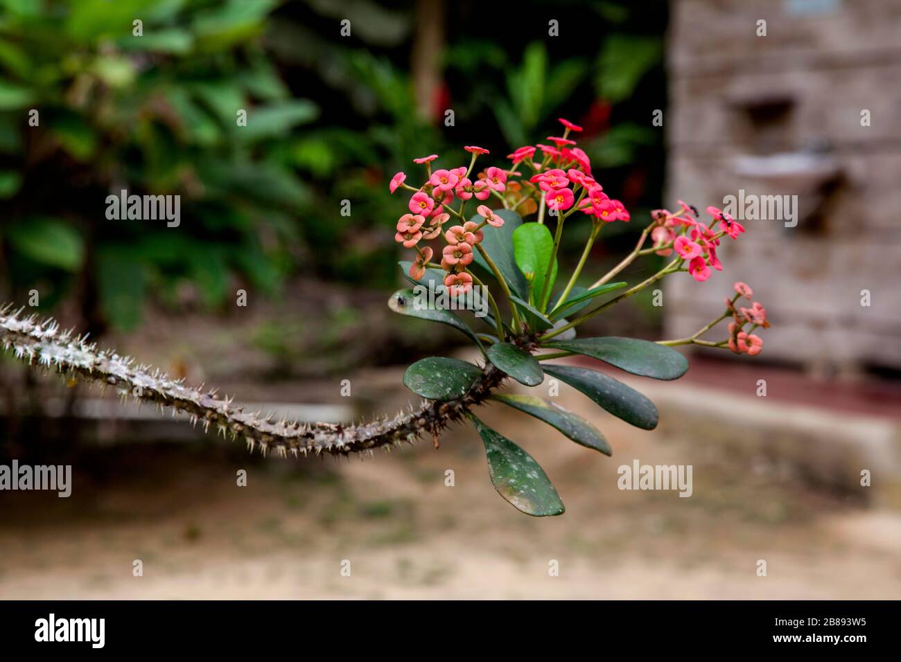Amazon jungle flower hi-res stock photography and images - Alamy