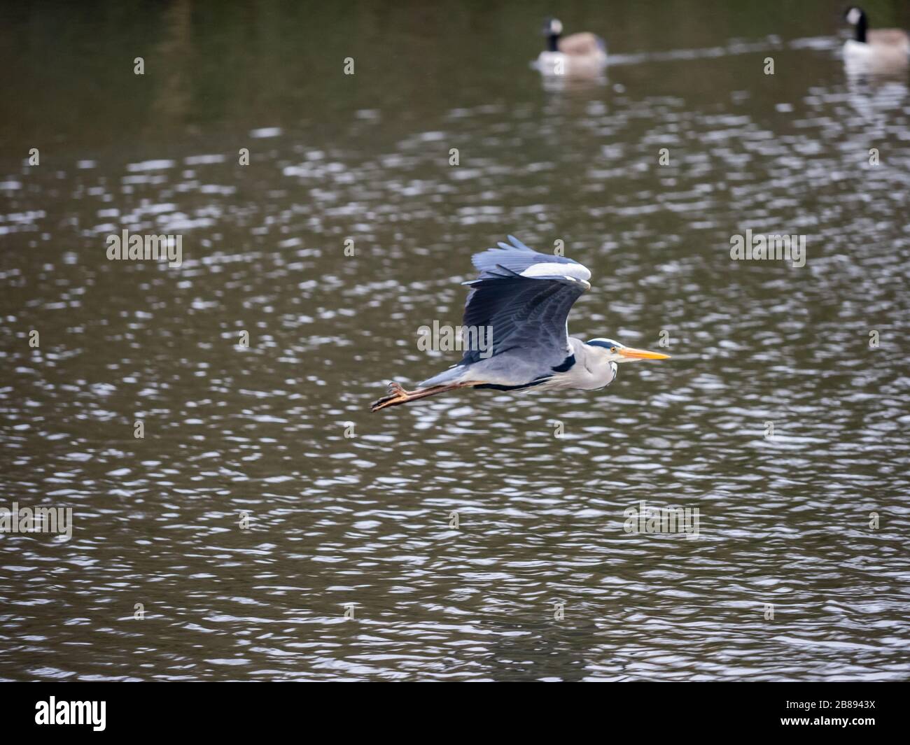 Grey Heron (ardea cinerea ) iin a Tree Stock Photo - Alamy