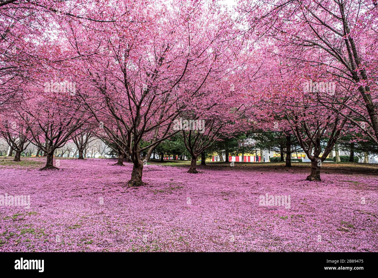 Park filled with Cherry blossom Stock Photo - Alamy