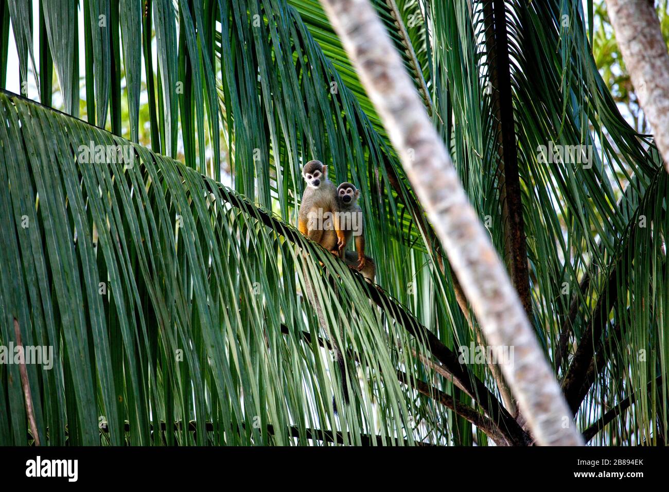 Amazon rainforest monkeys hi-res stock photography and images - Alamy