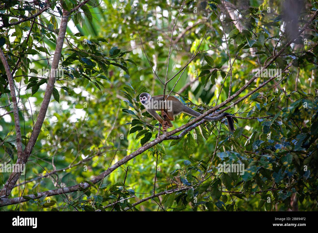 Monkey in a tree hi-res stock photography and images - Alamy