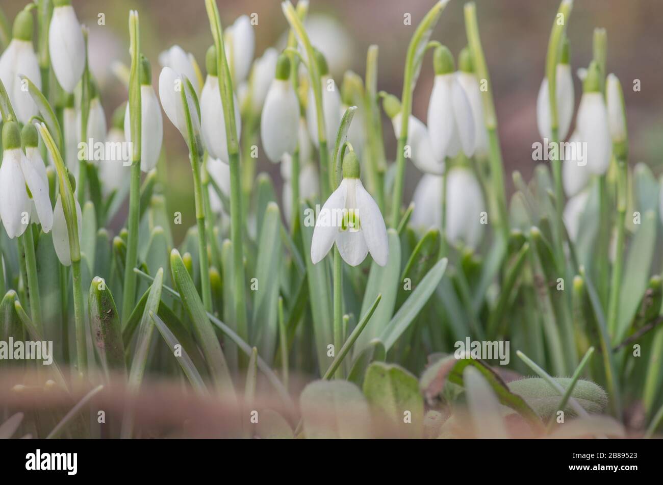 Delicate snowdrop flower. Bouquet of snowdrops. Snowdrop spring flowers ...