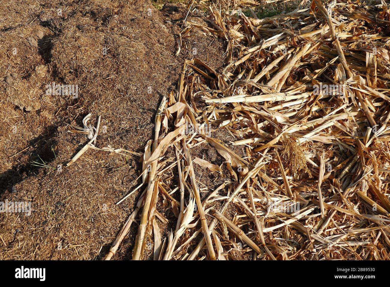 rotten straw and wastes, environmental pollution Stock Photo - Alamy