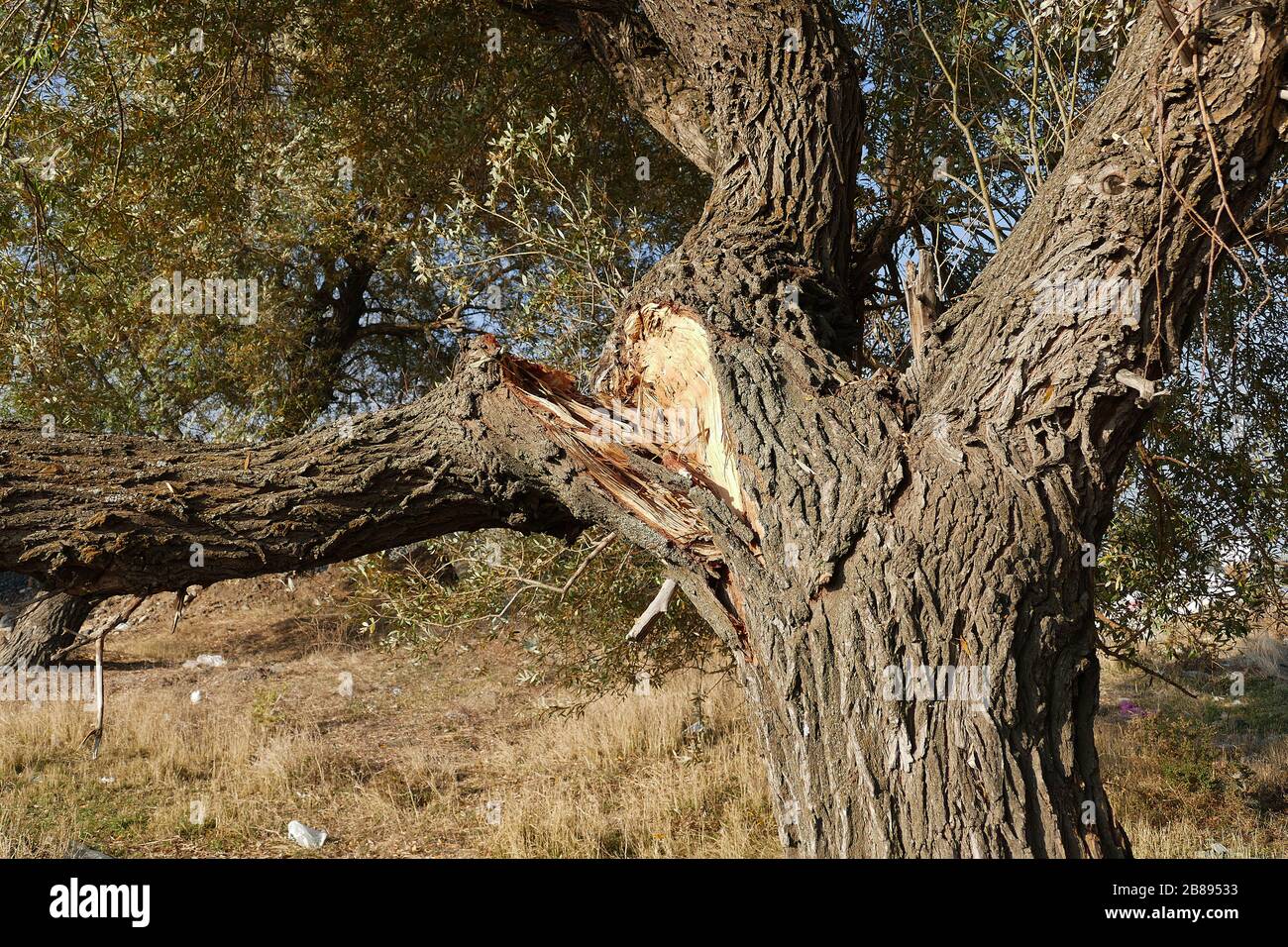 a willow tree broken by a hurricane Stock Photo - Alamy