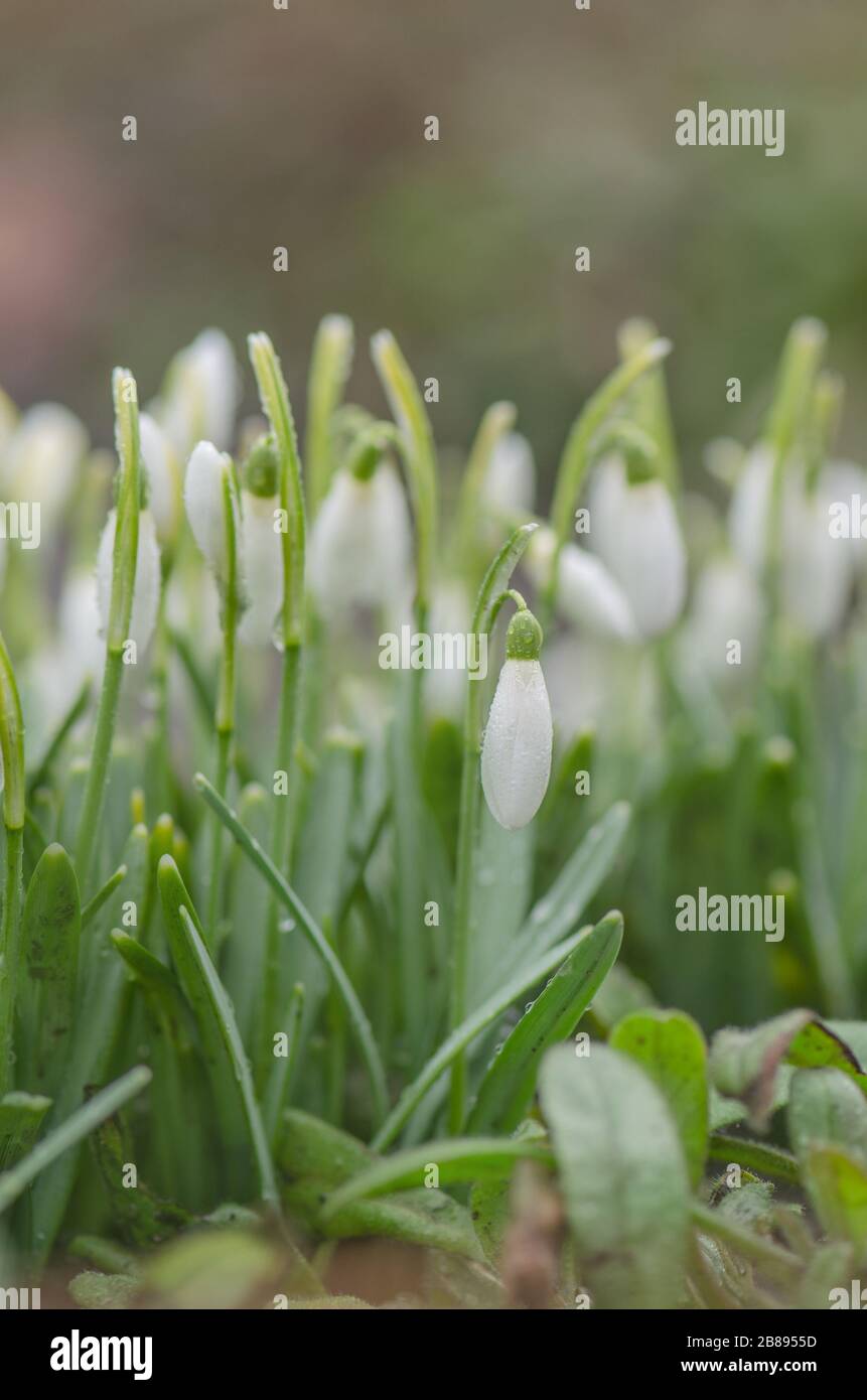 Snowdrop flower with soft background. Growing snowdrops in a forest ...