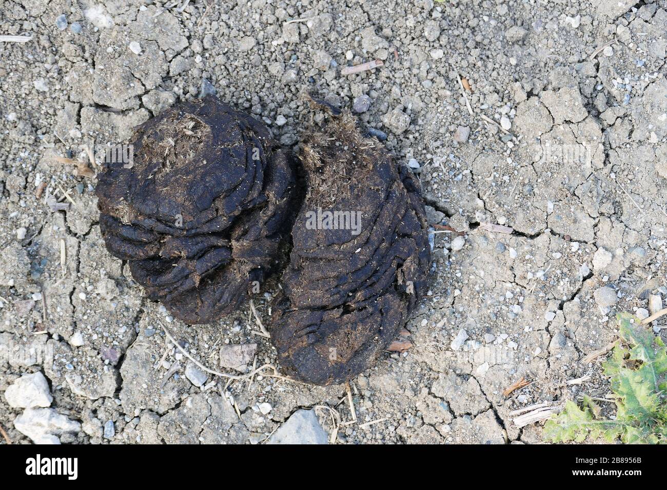 dried animal droppings, dry cow droppings Stock Photo - Alamy