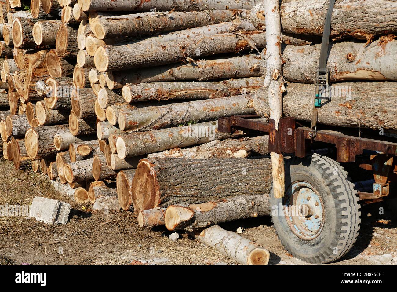 timber trade, cut trees stand in rows, large timber trees on trailer ...