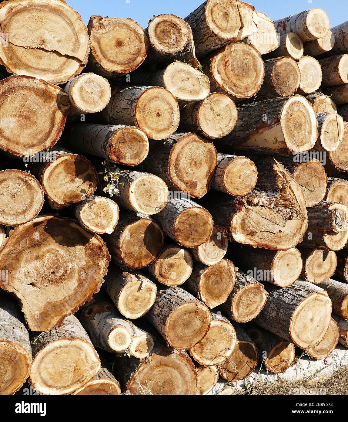 cut poplar trees, timber trade, timber obtained from the poplar trees ...