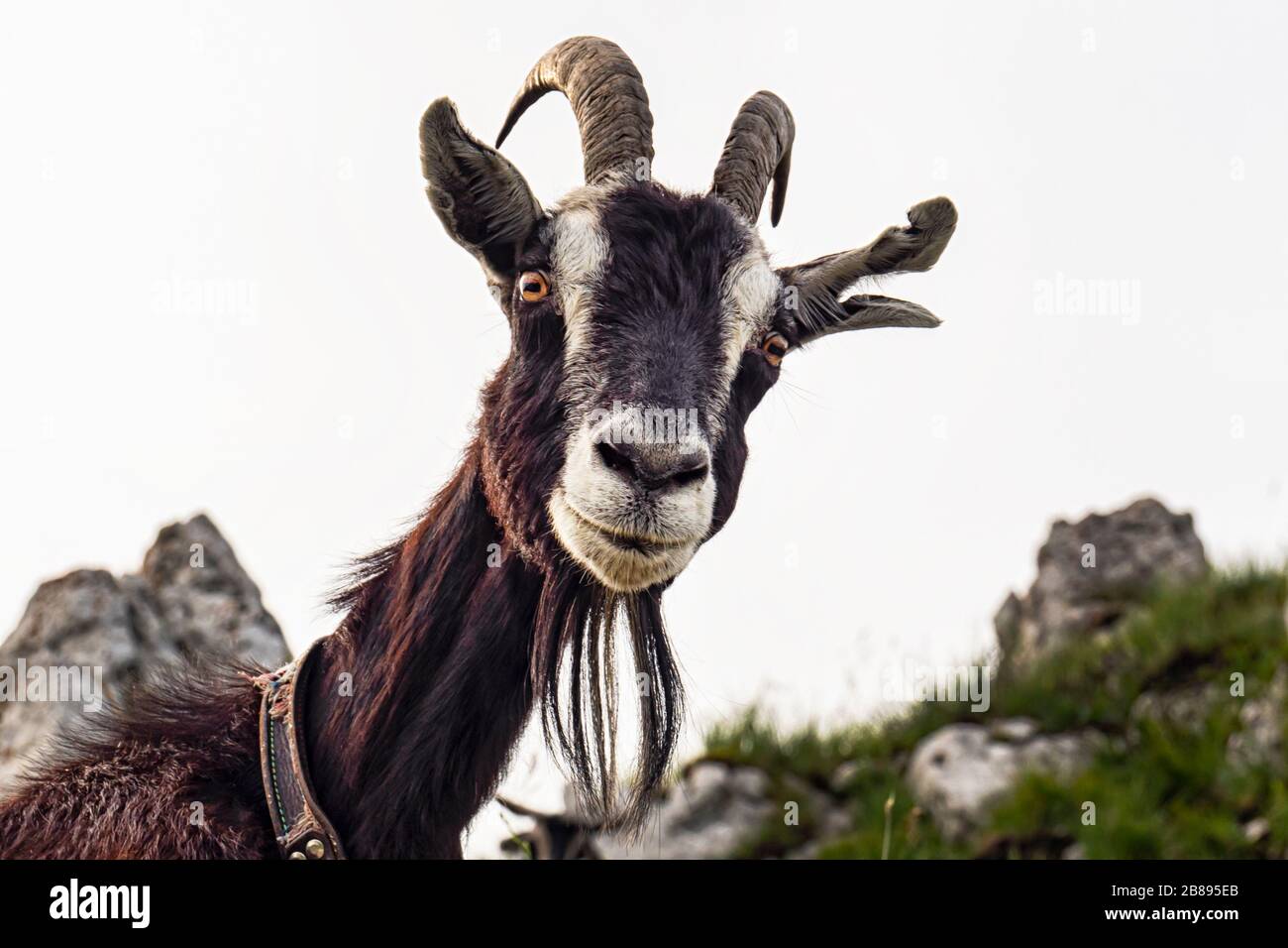 Goat head close up looking at the camera Stock Photo - Alamy