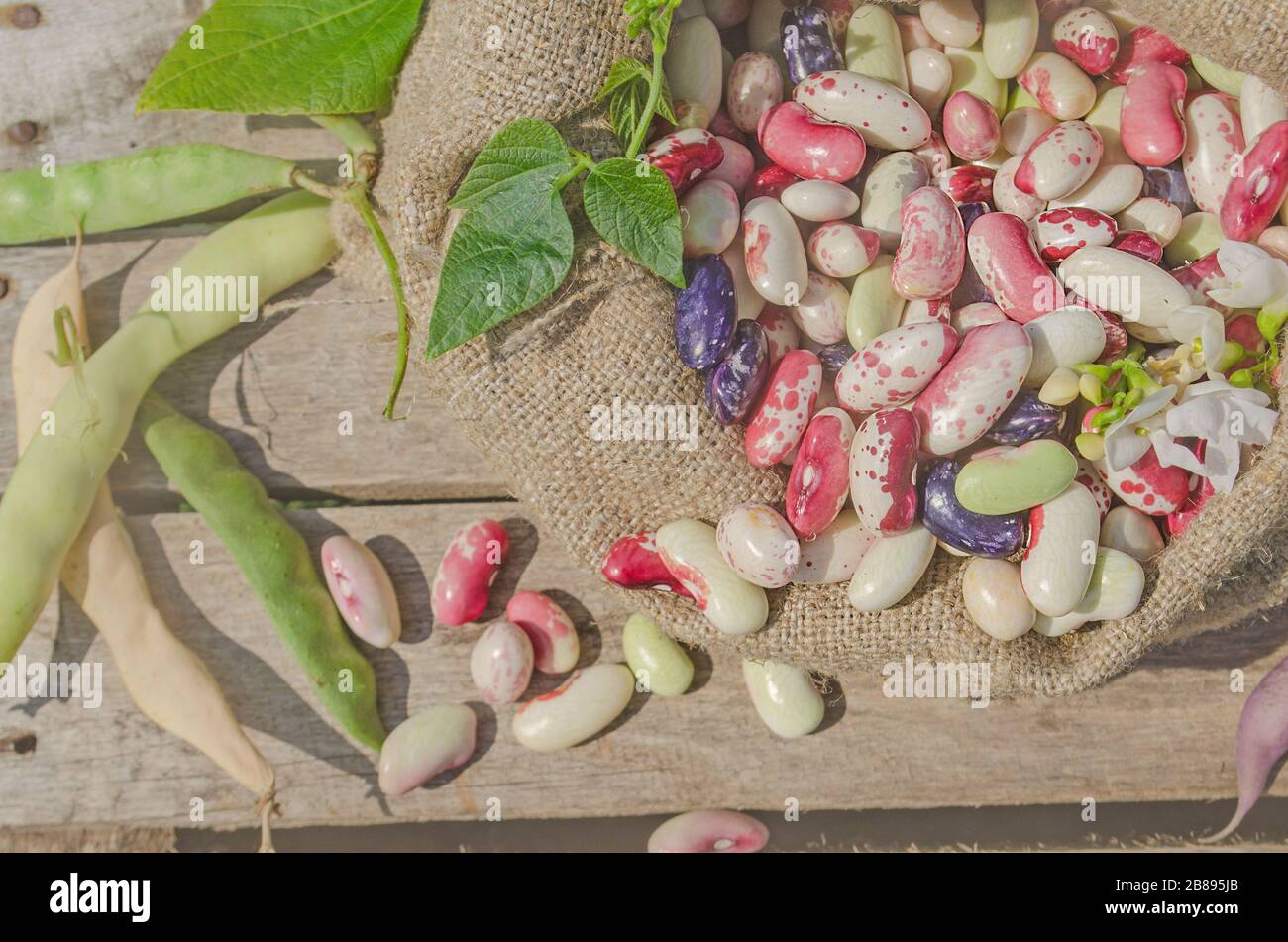 Butter bean or lima beans in burlap bag. Beans in sack top view Stock ...