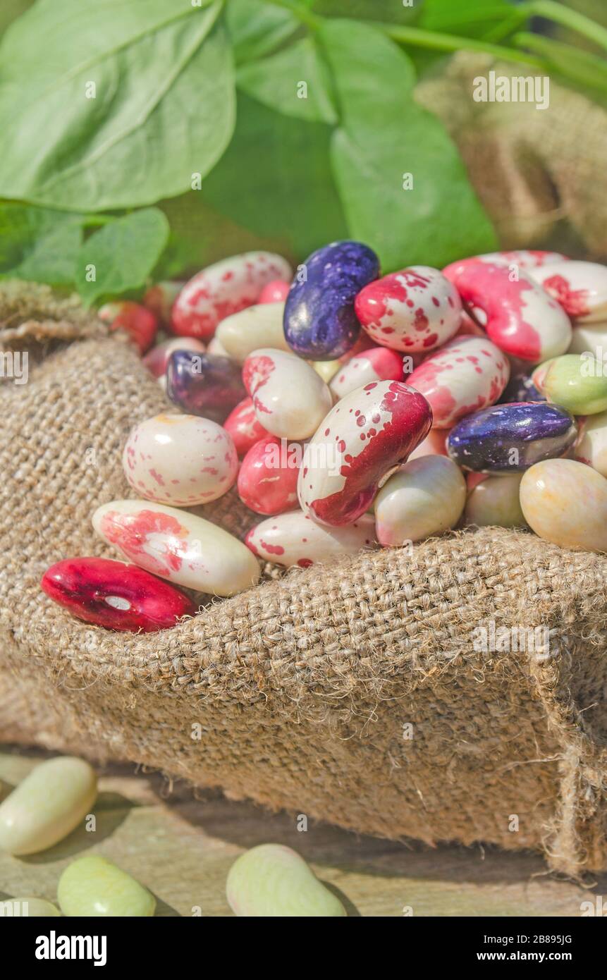 Red kidney bean field hi-res stock photography and images - Alamy