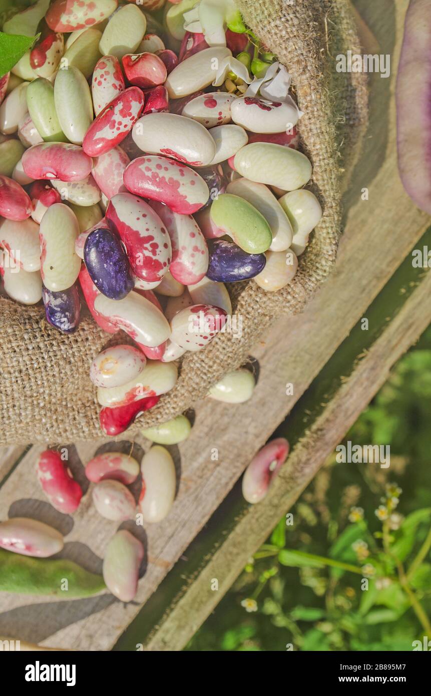 Butter bean or lima beans in burlap bag. Beans in sack top view Stock ...