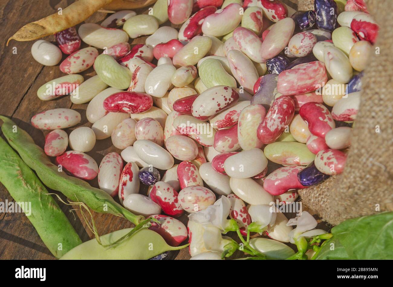 Butter bean or lima beans in burlap bag. Beans in sack top view Stock ...