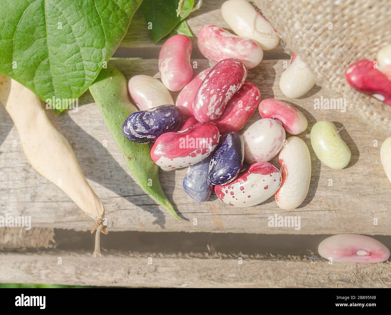 Lima bean seeds hi-res stock photography and images - Alamy