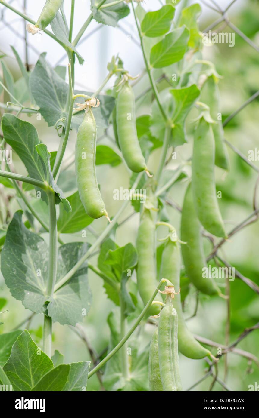 Pods of peas on a stalk. Ripe green pea. Young pea pod Stock Photo - Alamy
