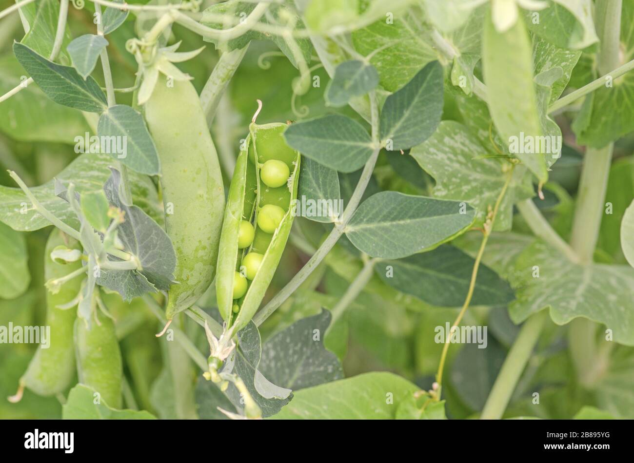 Fresh green pea pods. Pods of peas on a stalk Stock Photo - Alamy