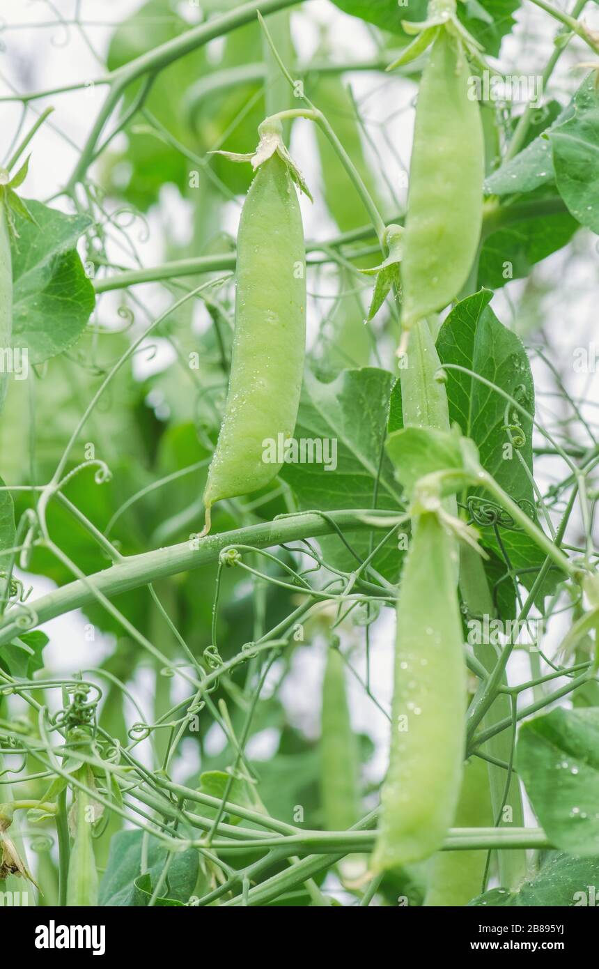 Pea stalk hi-res stock photography and images - Alamy