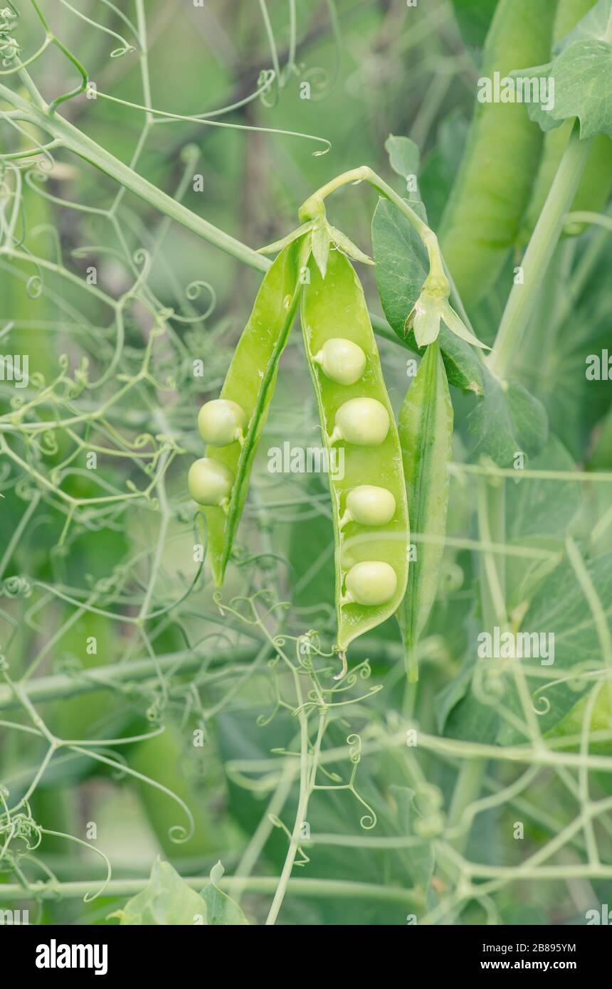 Flower seed pod inside hi-res stock photography and images - Alamy