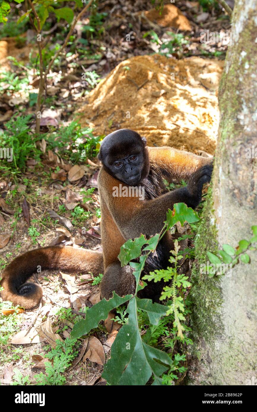 Woolly monkey, Maikuchiga Foundation, Monkey sanctuary in Loreto ...