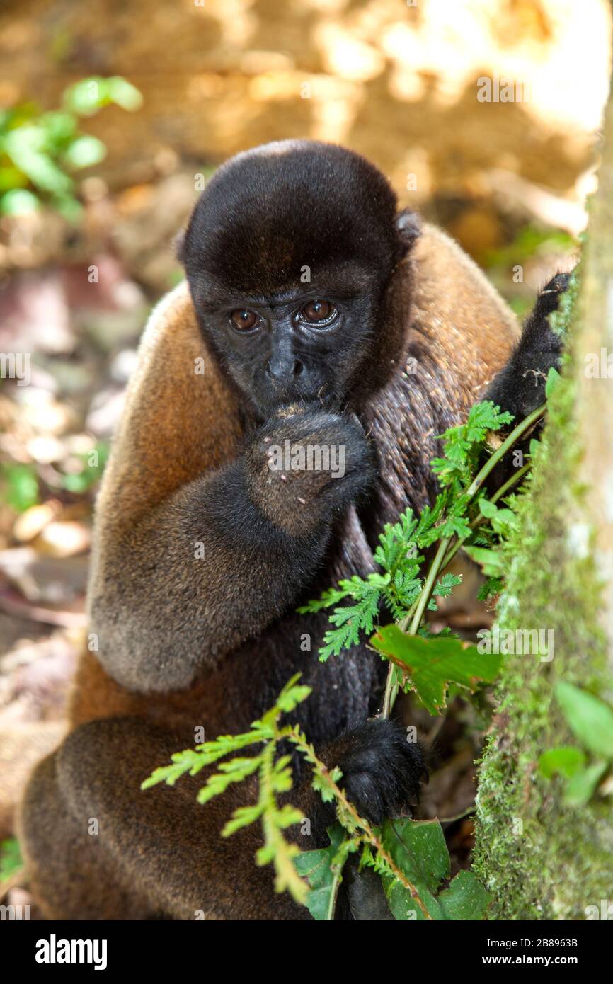 Woolly Monkey Sanctuary High Resolution Stock Photography and Images ...