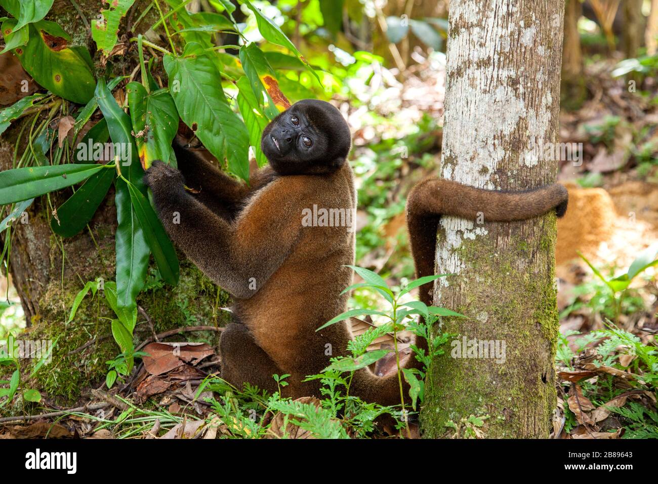 Colombia monkey hi-res stock photography and images - Alamy