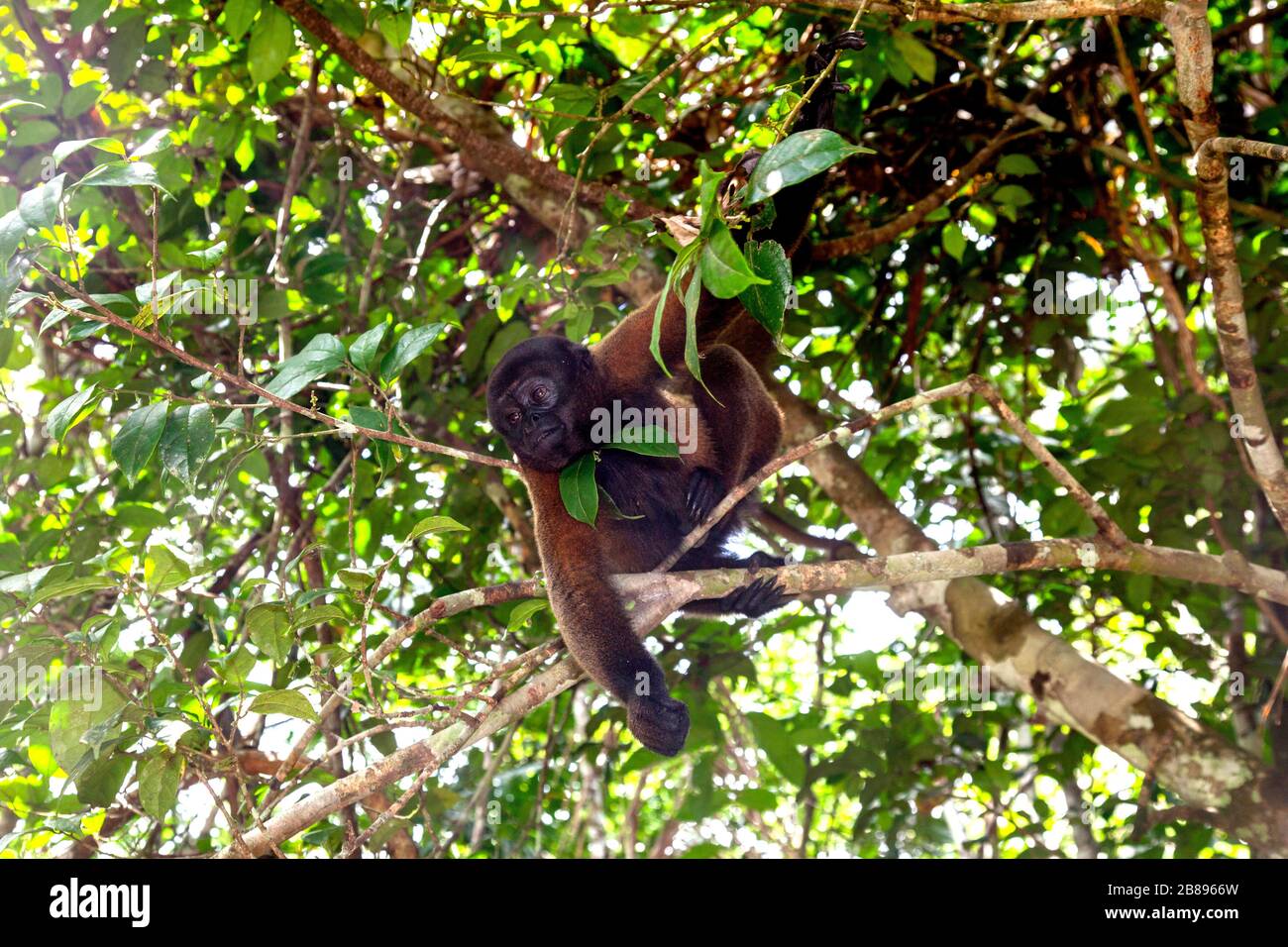 Woolly monkey in a tree, Maikuchiga Foundation, Monkey sanctuary in ...