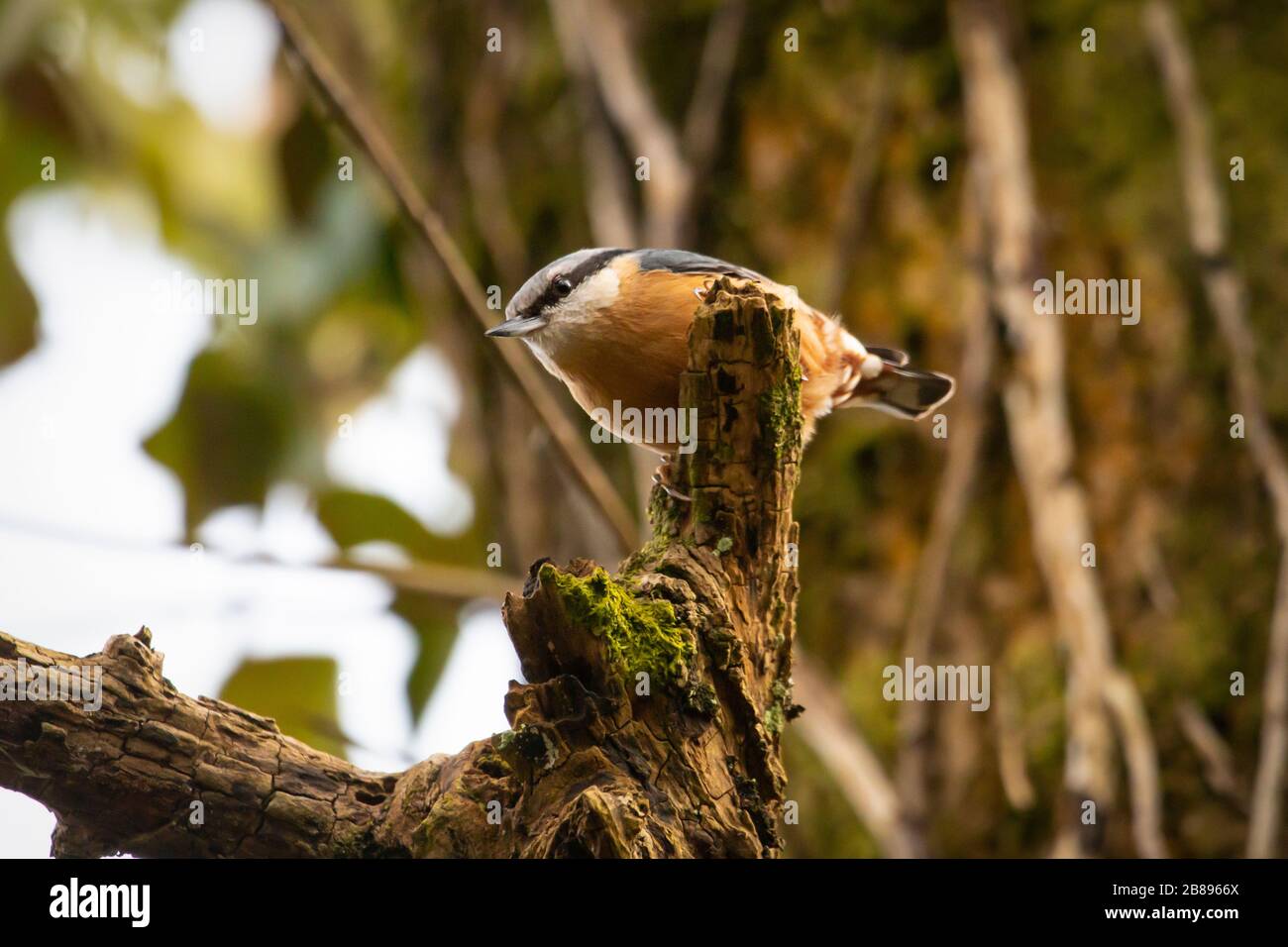 Female nuthatch hi-res stock photography and images - Alamy