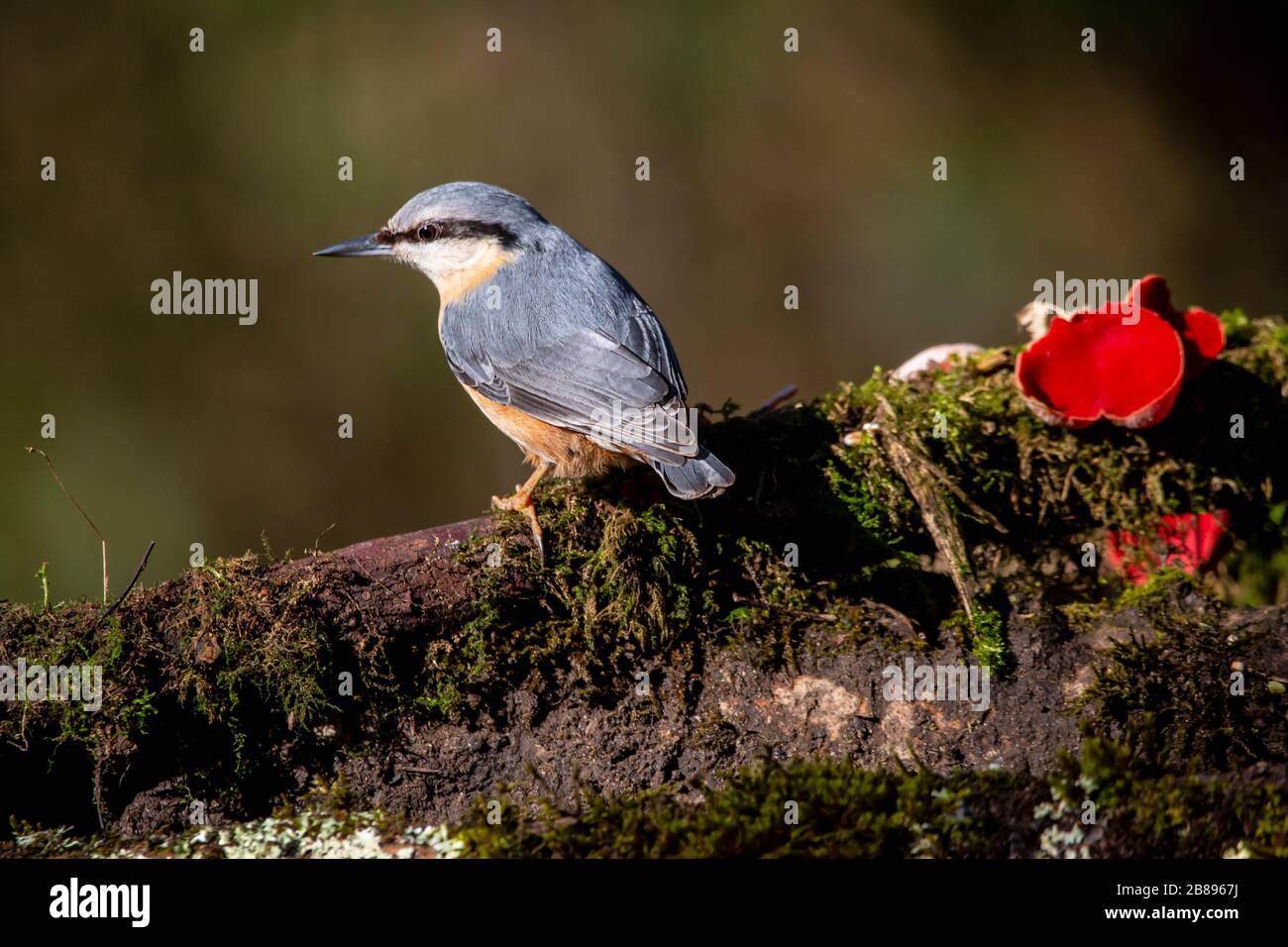 Nuthatch uk close up hi-res stock photography and images - Alamy