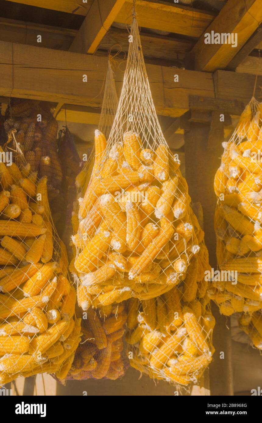 Corn Dry in sack at local farm. Harvesting corn in a sack. Corn cobs in ...