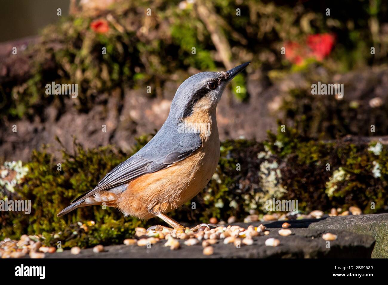 Nuthatch urban hi-res stock photography and images - Alamy