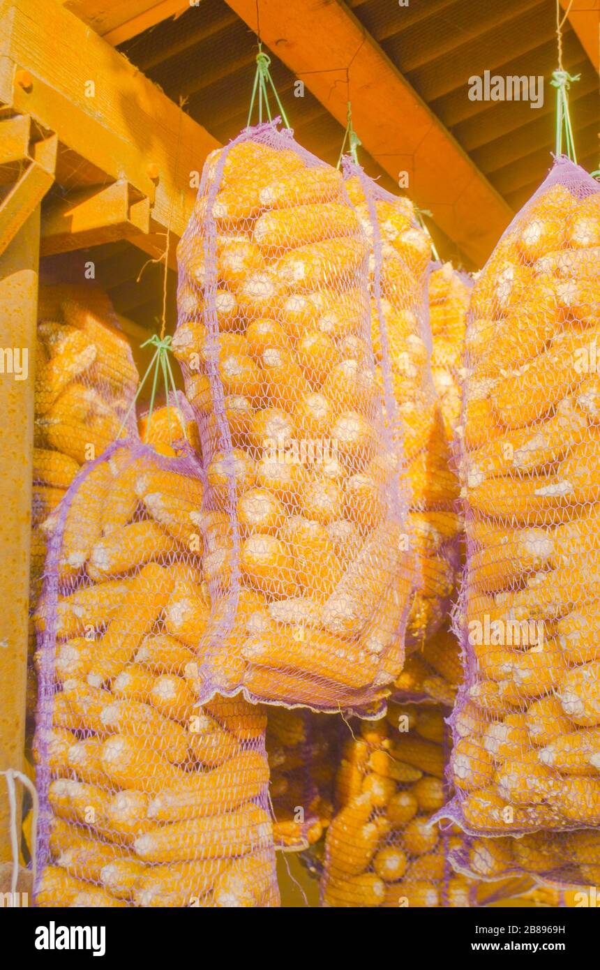 Dried corn grains hi-res stock photography and images - Alamy
