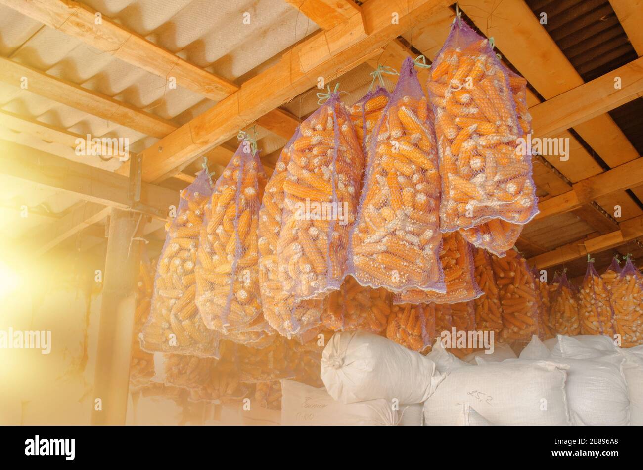 Corn cobs in mesh bag is dried up on the farm. Industrial production of ...