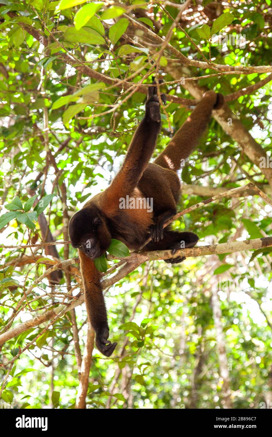 Colombian woolly monkey hi-res stock photography and images - Alamy