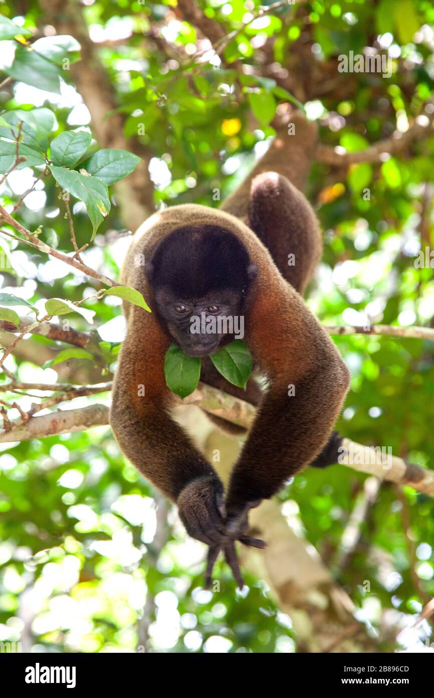 Colombian woolly monkey hi-res stock photography and images - Alamy