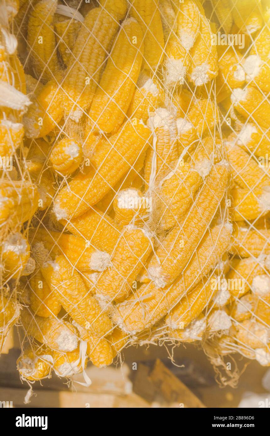Corn cobs in mesh bag is dried up on the farm. Industrial production of ...