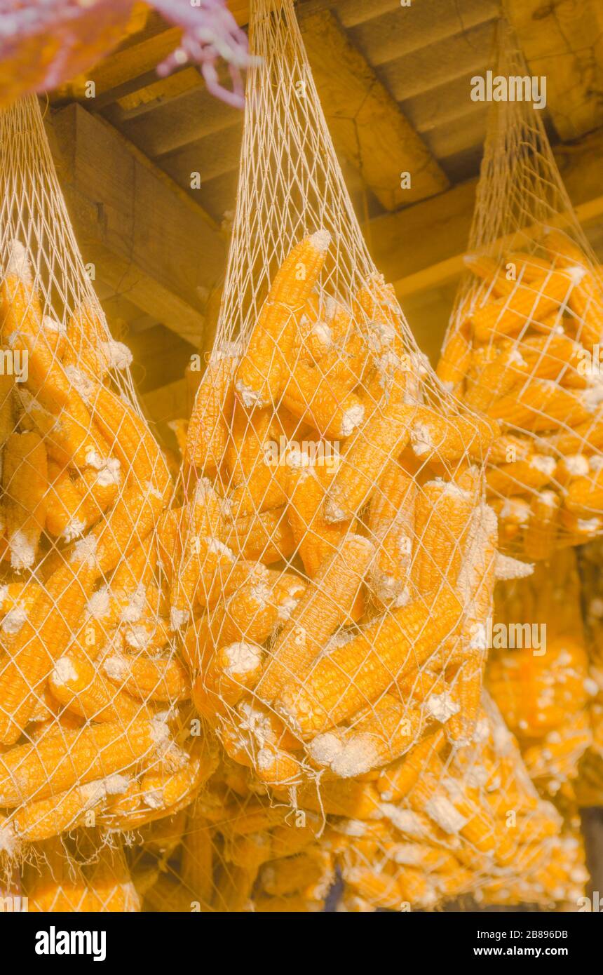 Healthy crop white maize growing hi-res stock photography and images ...