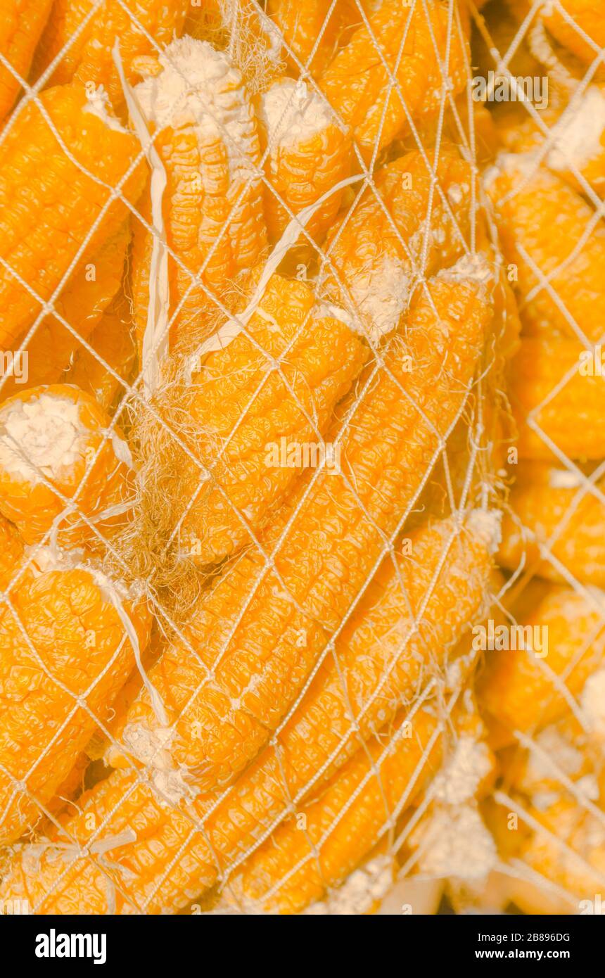 Corn Dry in sack at local farm. Sacks of yellow dried corns Stock Photo ...