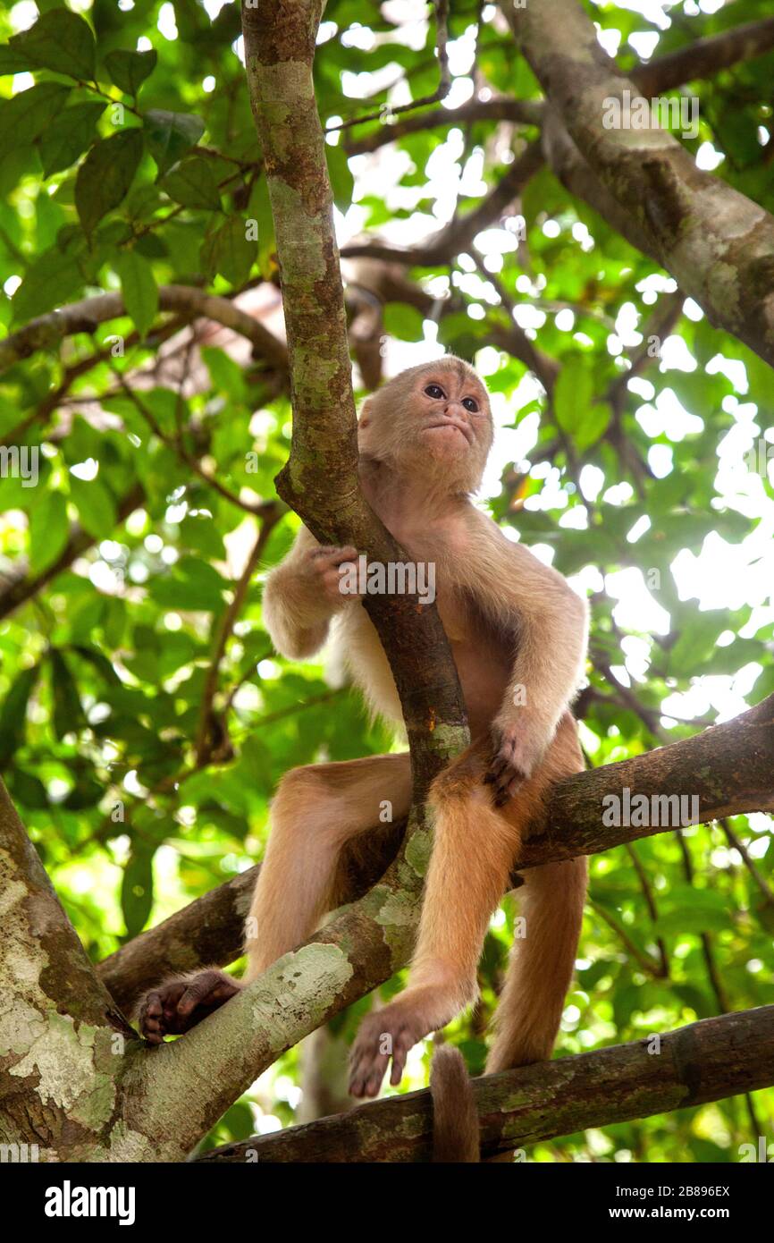 Capucin monkey, Maikuchiga Foundation, Monkey sanctuary in Loreto ...